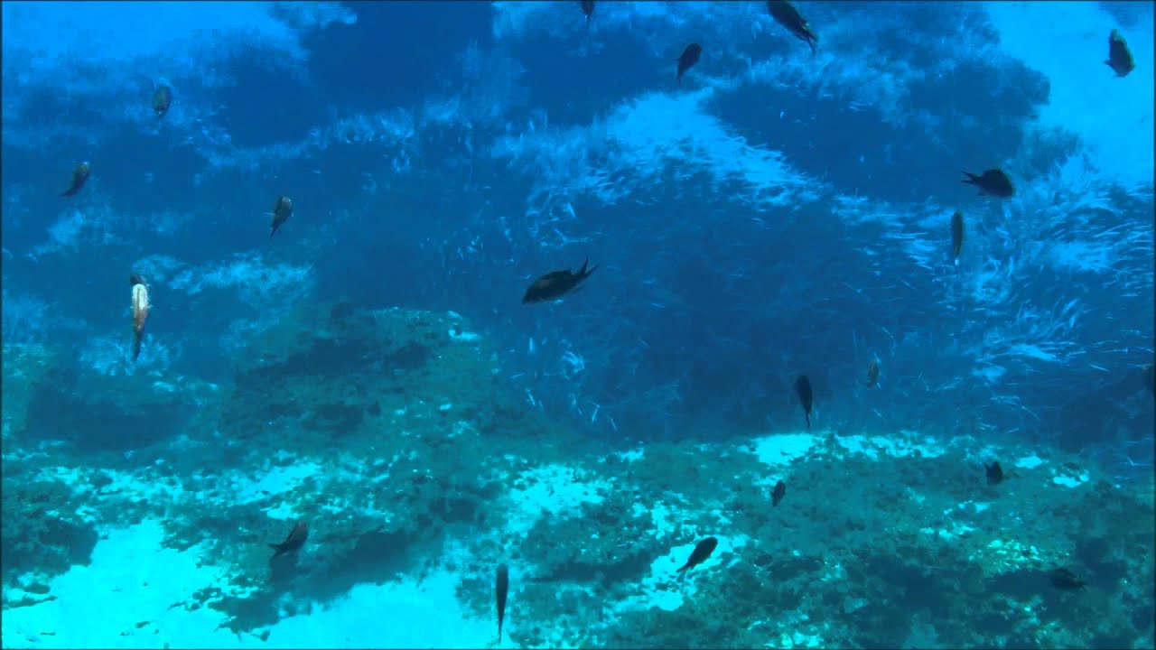 Snorkelling in Cyprus - Akamas - St Georges Reef - YouTube