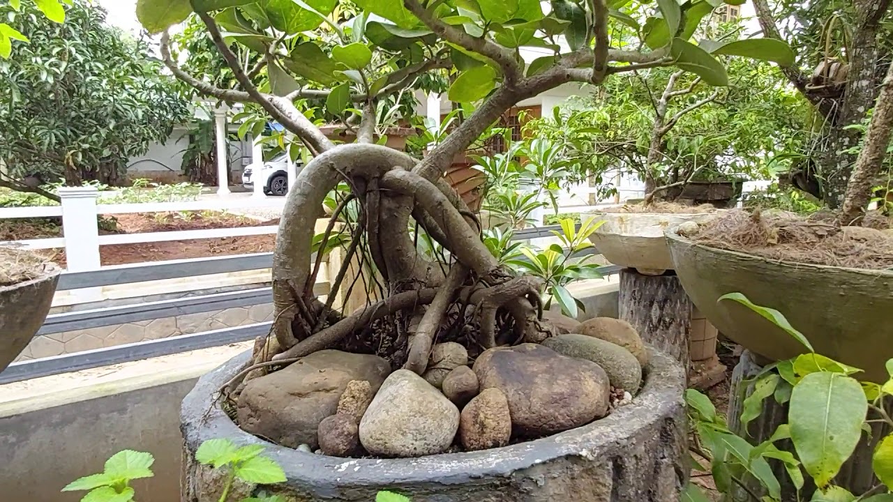 MOST BEAUTIFUL BONSAI STUMP - YouTube