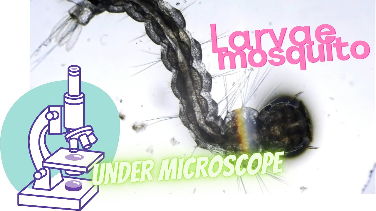 Mosquito Larvae under Microscope - YouTube