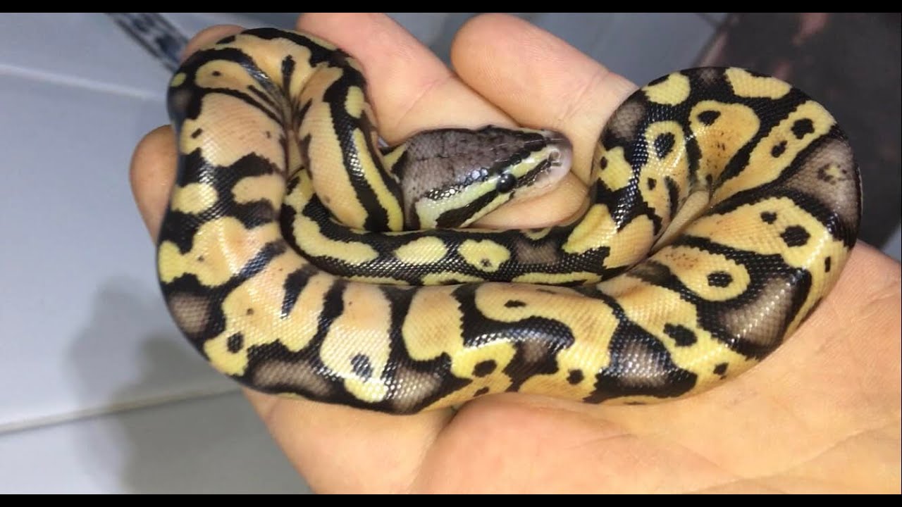pitón bola fase firefly (python regius) nacida en www.constrictorchile.cl - YouTube
