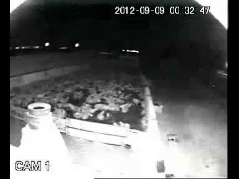 Koyunlara Kurt Saldırısı