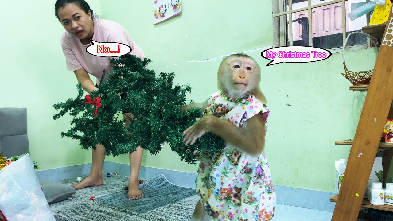 Mom... stop! Monkey Lyly stopped her because her mother destroyed her Christmas tree - YouTube