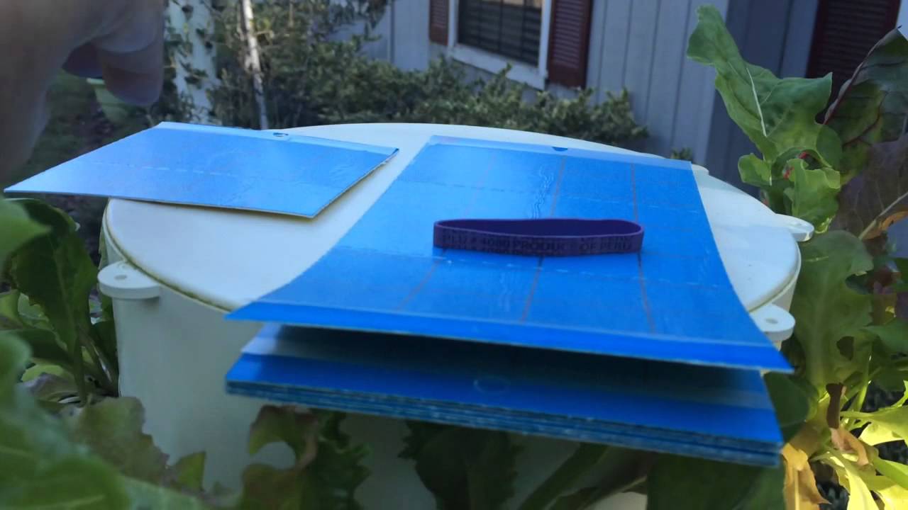 How to TRAP Insects in Your Garden - no pesticides! - YouTube