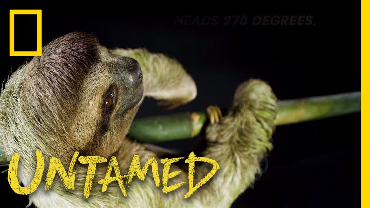 Happy Sloth Day, Celebrate with These Slow Movers! | Untamed - YouTube