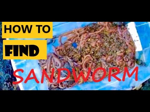 HOW TO DIG AND FIND FREE SANDWORM - YouTube