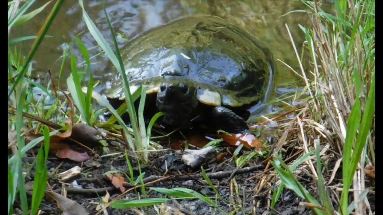 Gramps the Turtle is becoming less skittish and the young Bream and ...