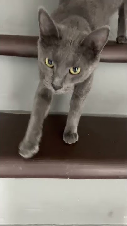 vewwy smol cat says hewwo - YouTube