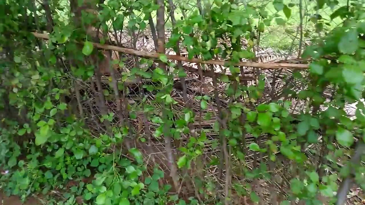 உயிர் வேலி பற்றி திரு. பிரிட்டோராஜ் அவர்களின் விளக்கம்- Live Fence ...