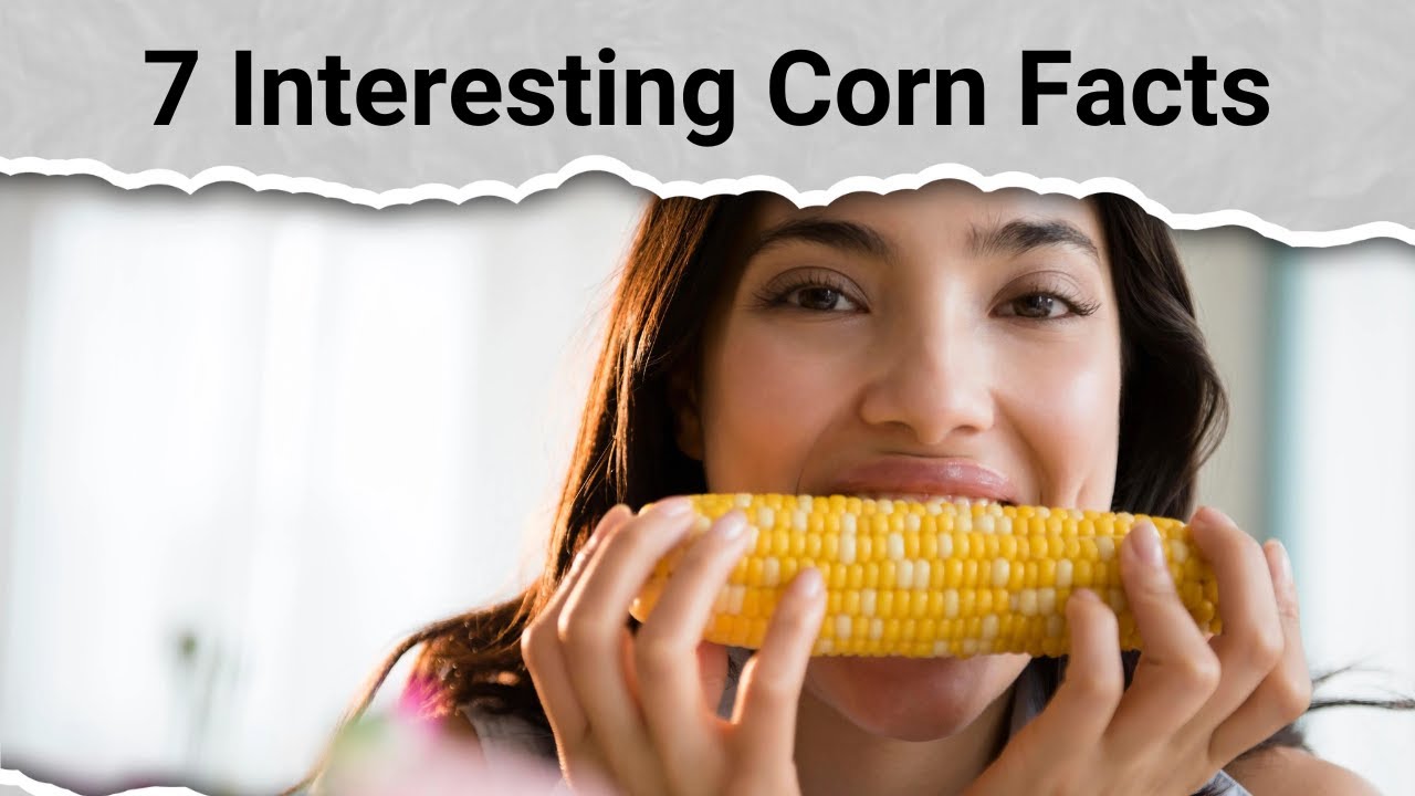 7 Interesting Corn Facts | From Ancient Grains to Modern Marvel: The ...