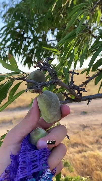 Как собирают миндаль🌰 ️ПОДПИШИСЬ ️#крым #море #орехи #степи #миндаль ...