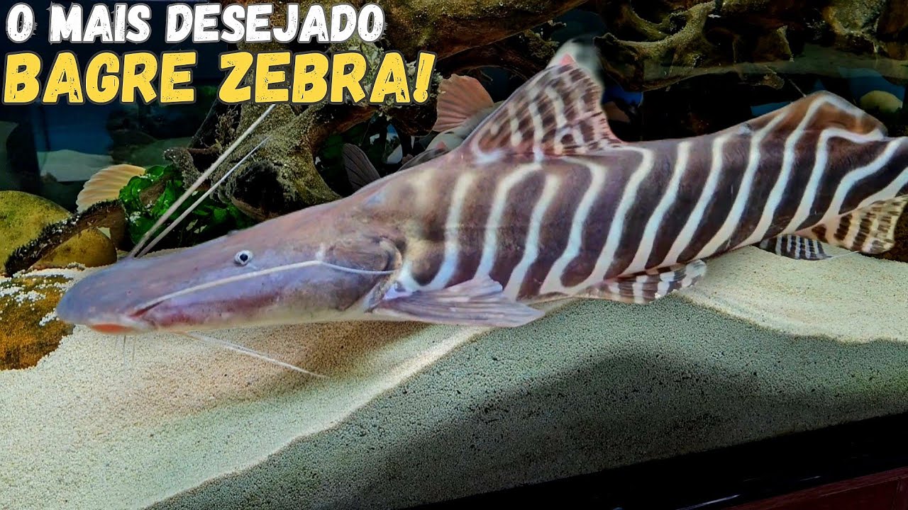 UM DOS BAGRES JUMBO MAIS DESEJADOS DO MUNDO! - BAGRE ZEBRA TIGRINUM ...