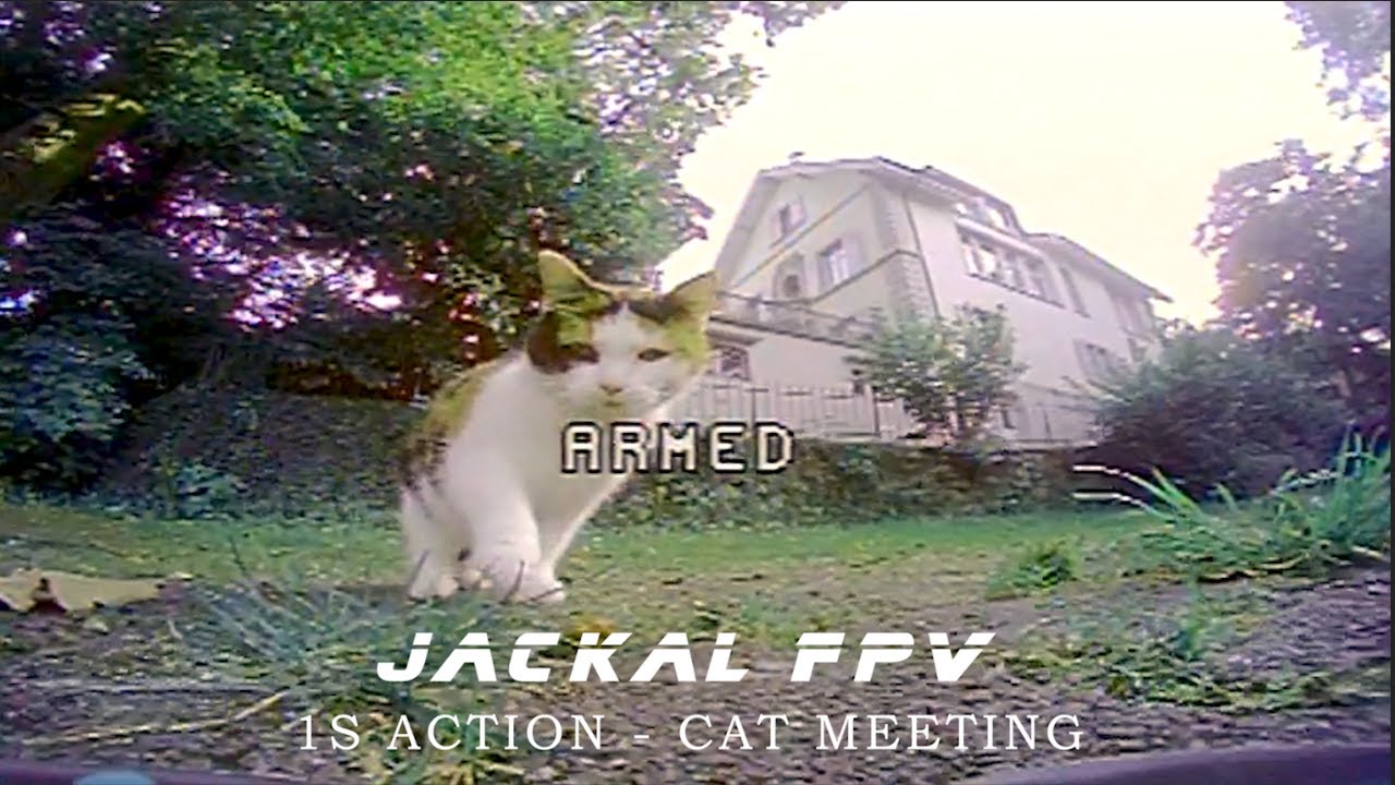 1S ACTION - CAT MEETING - One Pack - YouTube