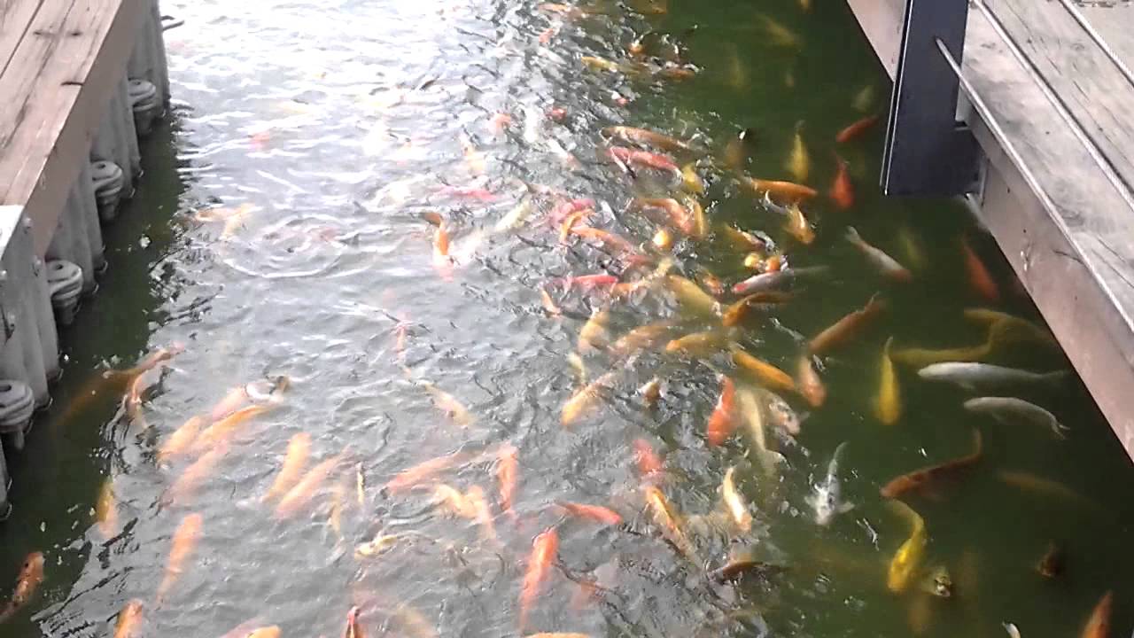 @nuvAli fish feeding - YouTube