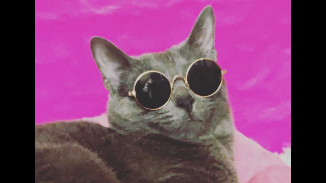 funny cat memes compilation 2023 vol.1 - YouTube