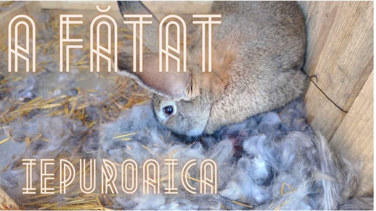 A fatat iepuroaica!! Construire cusca de iepuri - YouTube