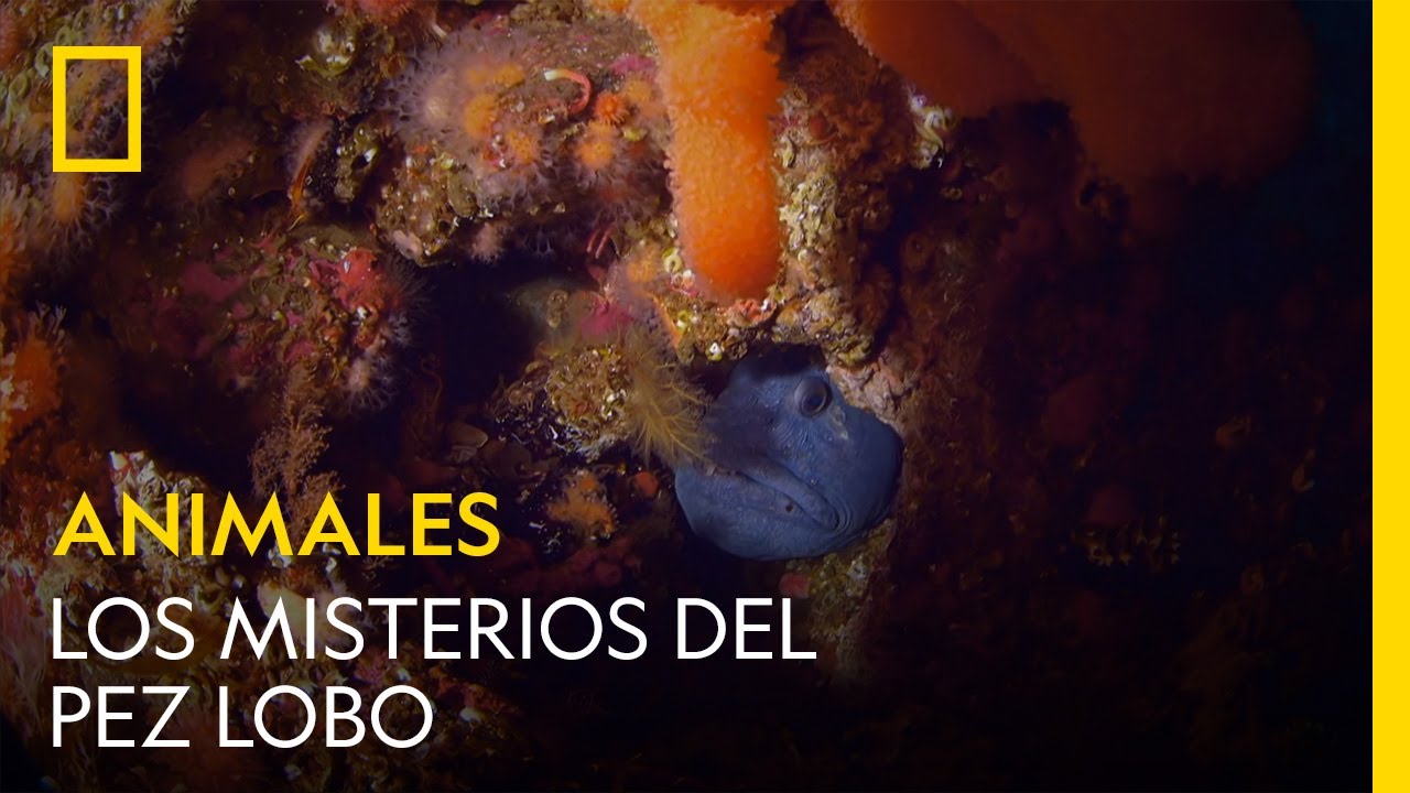 Los misterios del pez lobo | NATIONAL GEOGRAPHIC ESPAÑA - YouTube