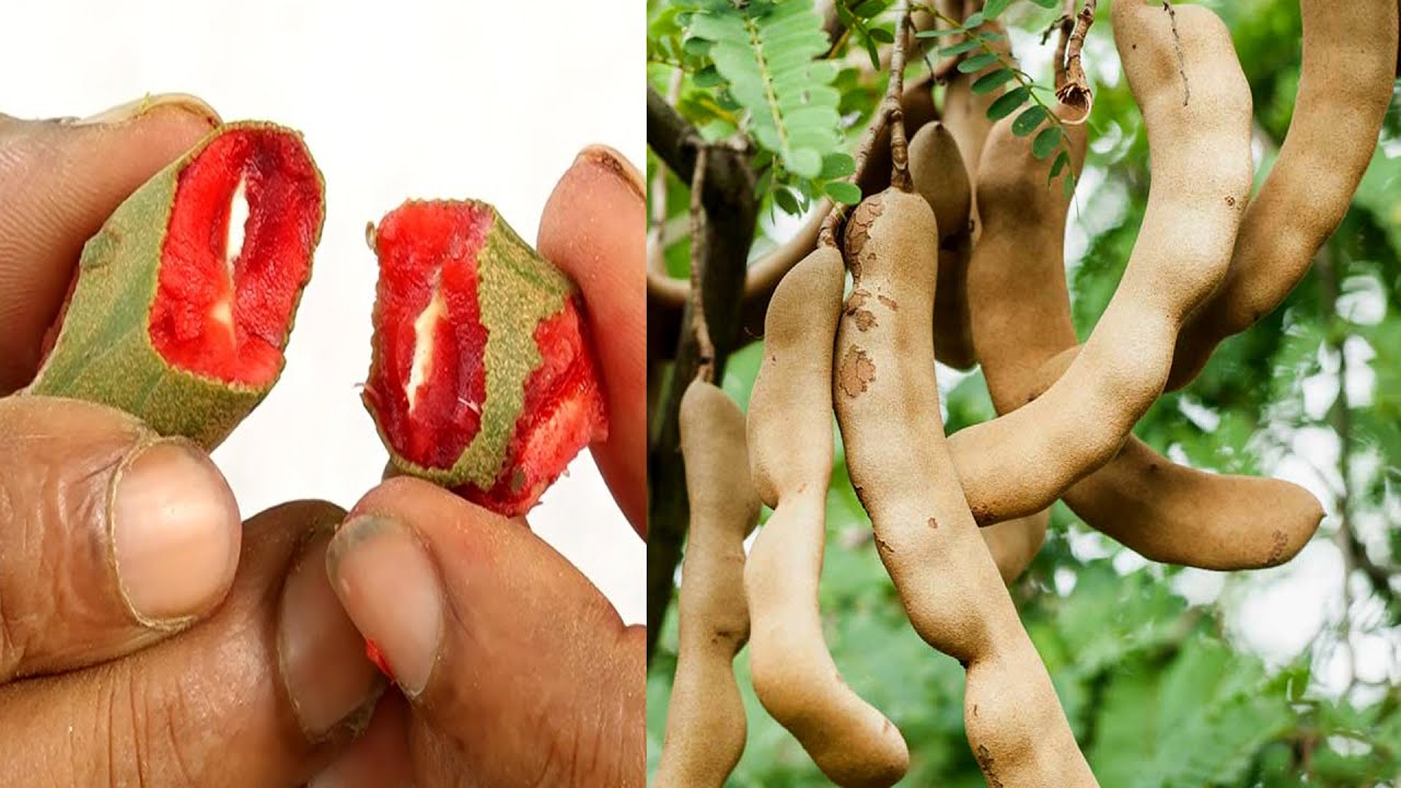 লাল টকটকে বিষ্ময়কর তেঁতুল | Village Red Tamarind | Village Life ...
