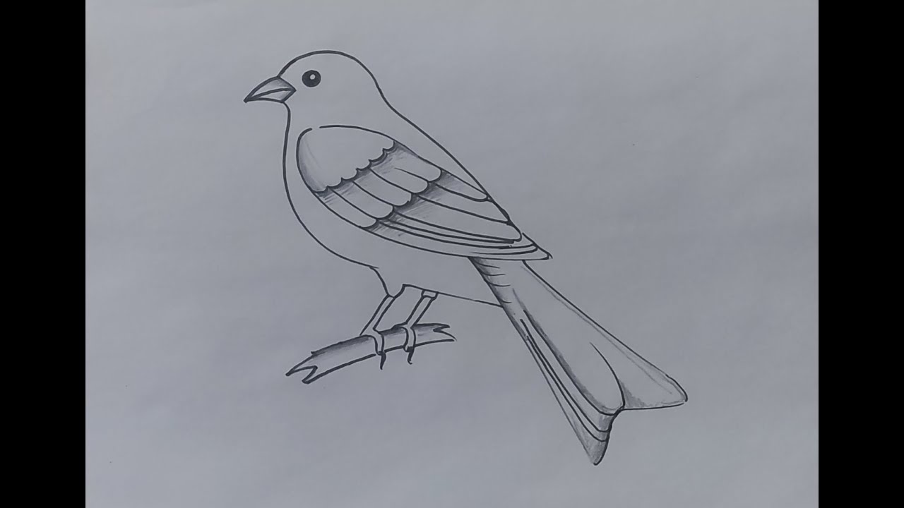 easy bird drawing with pencil shading // easy bird drawing tutorial ...