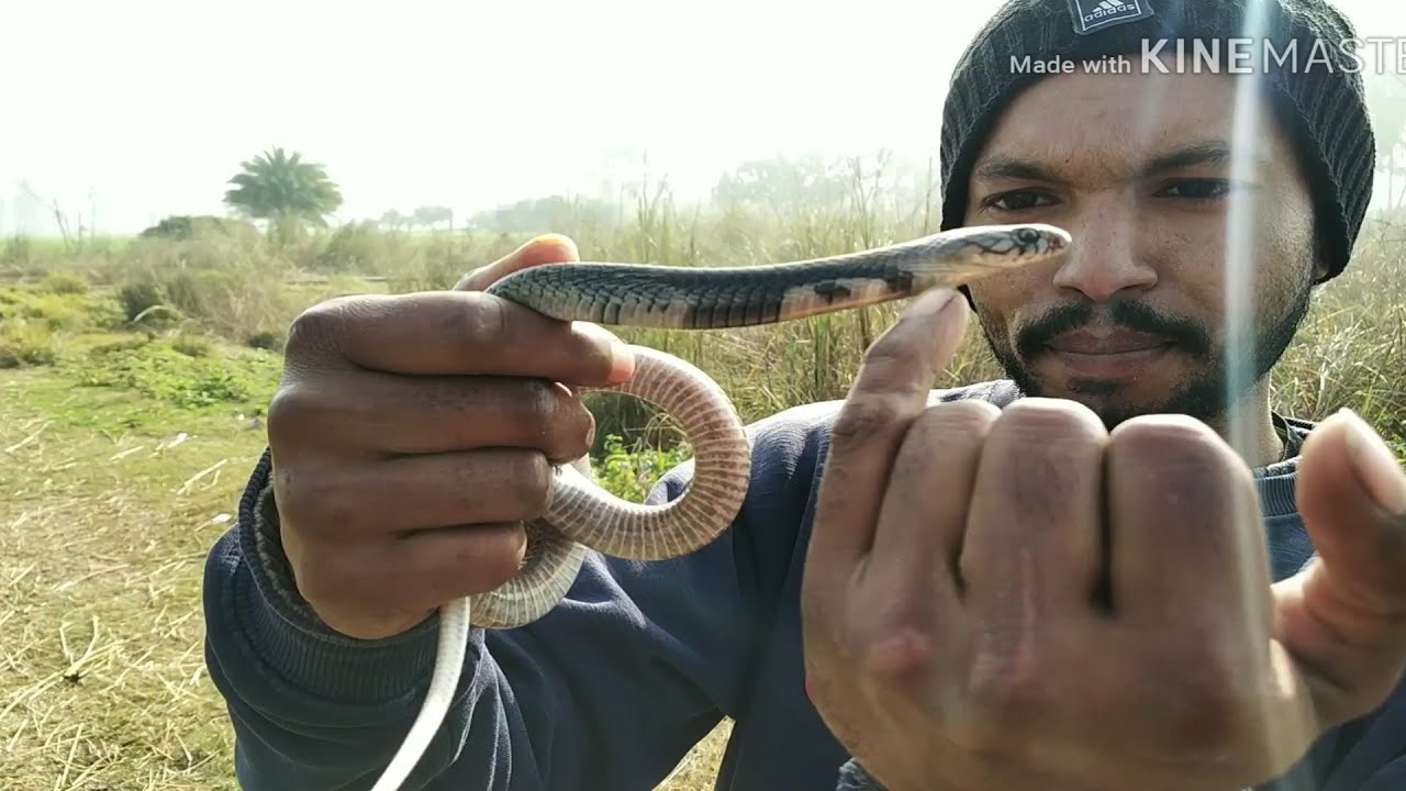 Kalinagar Rescue baby kobra By Ram Biswas - YouTube