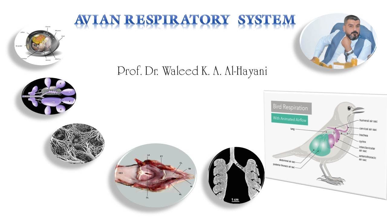 Avian Physiology: Respiratory System - Prof. Dr. Waleed Al-Hayani. 2019 ...