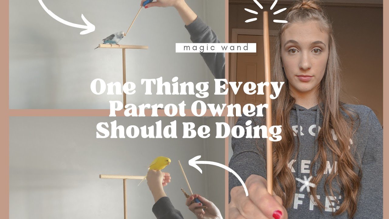 One Thing Every Parrot Owner Should Be Doing! | The Secret To Bird ...