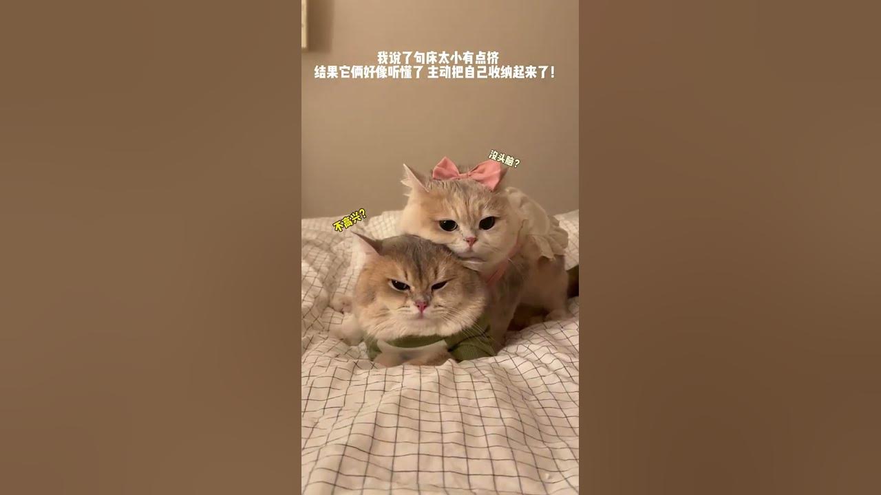 薄荷猫猫甜不甜】懂事的小猫总是能让人更心疼薄荷猫猫 治愈系猫咪 Youtube