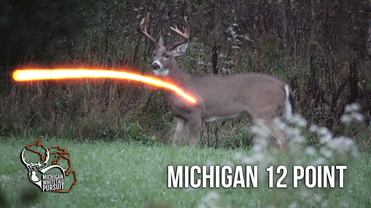 12 Point Whitetail Buck Shot