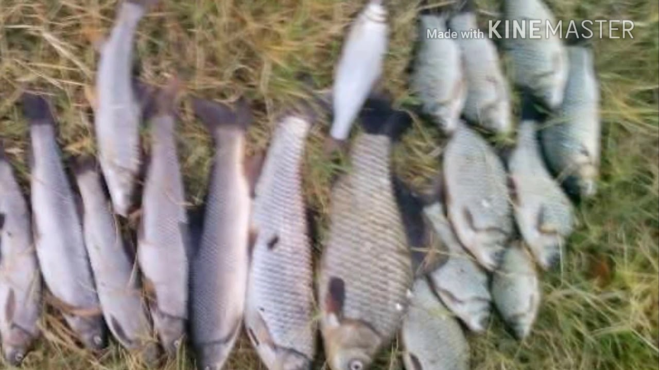 tevzaoba:rustavshi:krestebze.--Fishing on the lake - YouTube