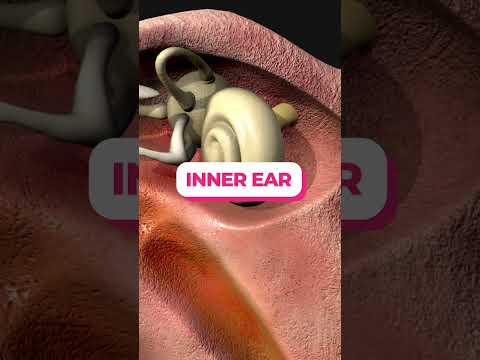Which Combining Form Means Inner Ear