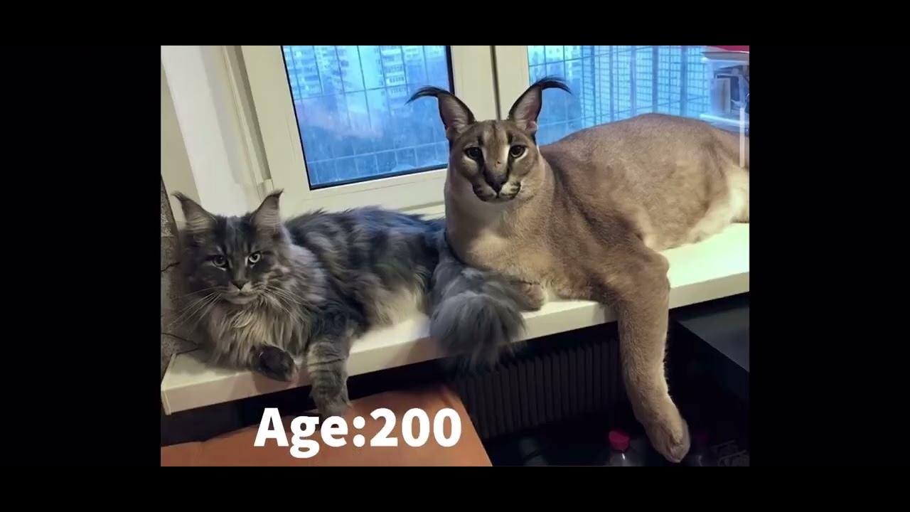 Rip floppa - YouTube