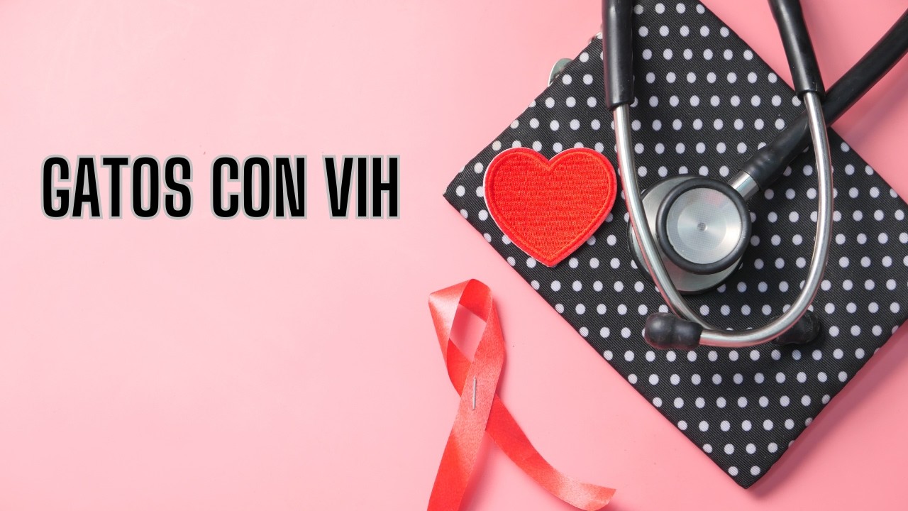 Cuidando a tu gato con VIH: Sida felino - YouTube