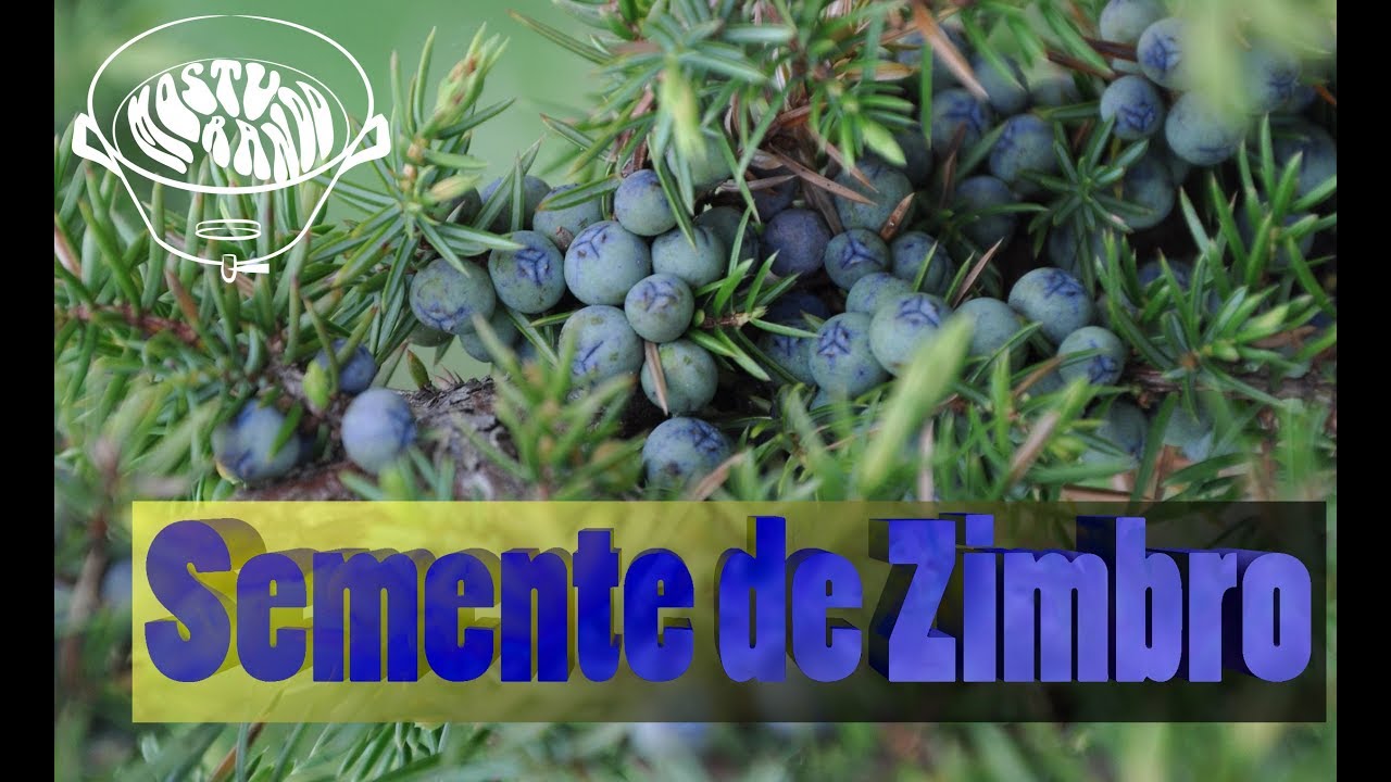 Semente de Zimbro - YouTube