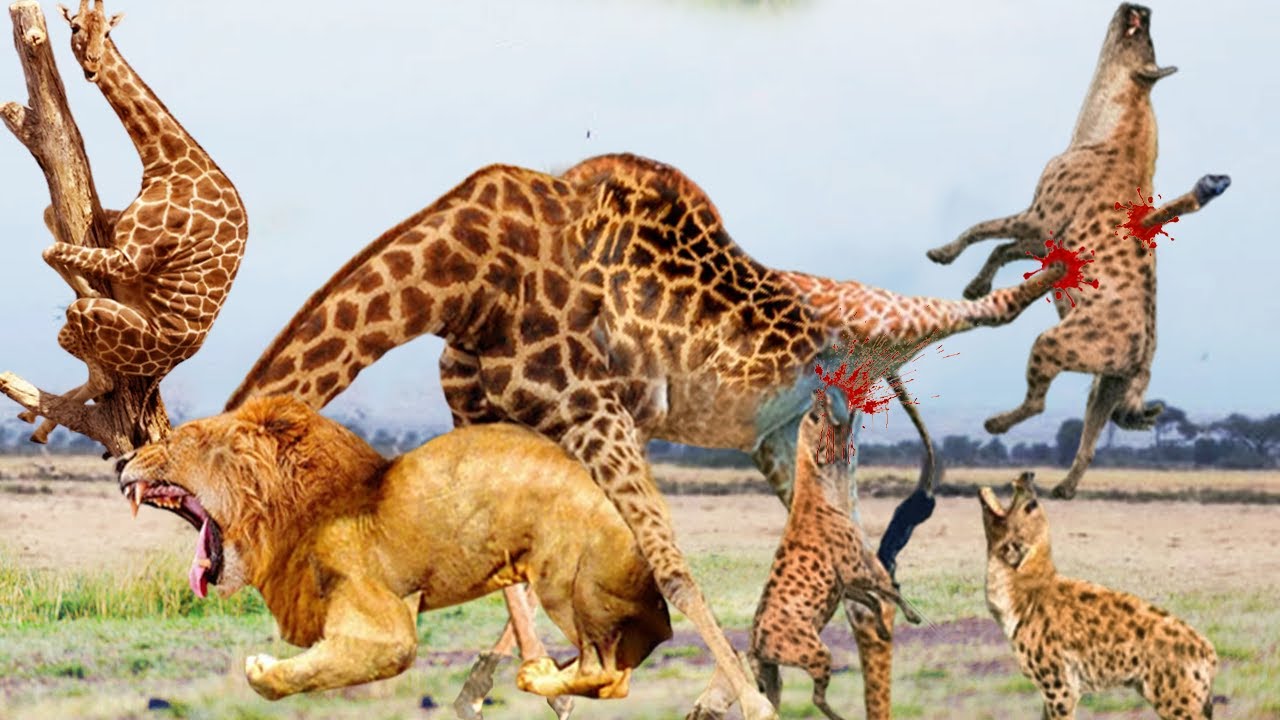The Lion Was Seriously Injured When A Giraffe Trampled Violently To ...