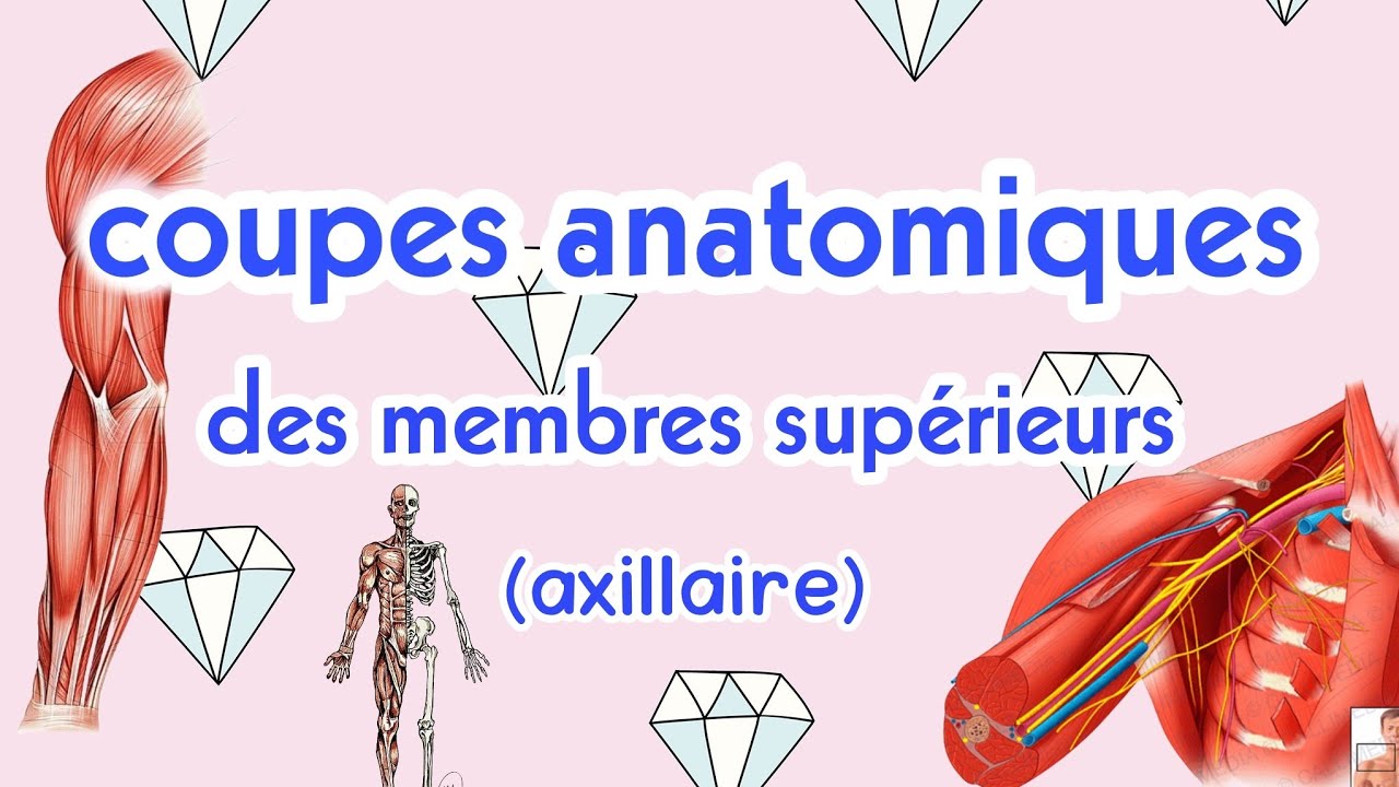 COUPES ANATOMIQUES | région axillaire - YouTube
