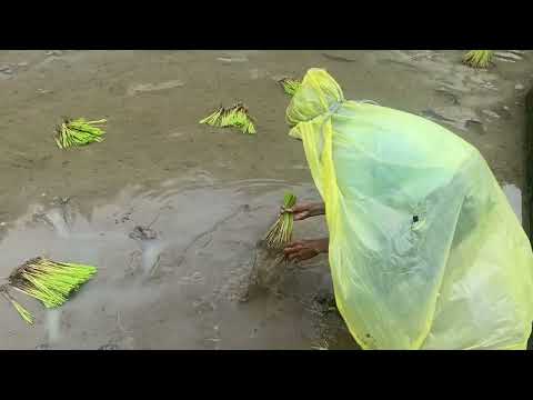 Philippines 2022 - Banaue