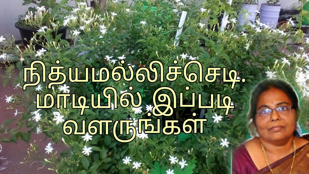 Mullai chedi valarpadhu eppadi tamil | Santhana mullai | Nithiyamalli ...