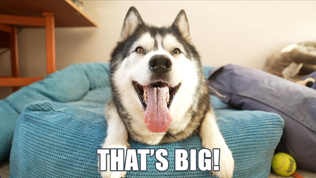 Husky Dog Memes Best Funny Husky Memes 9GAG
