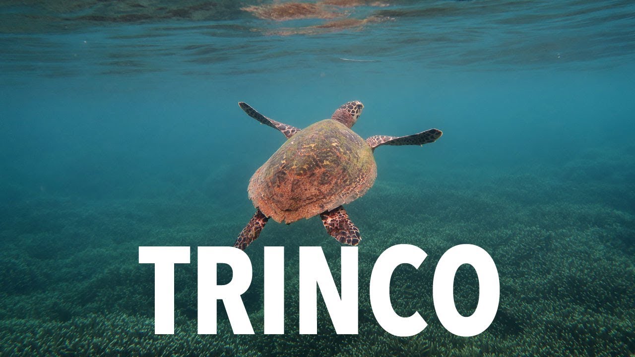 Pigeon Island - snorkeling with turtles on a beautiful reef - YouTube