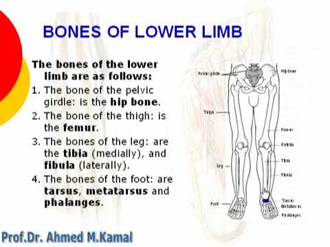 1 L Limb Bones of lower limb د أحمد كمال cxt - YouTube
