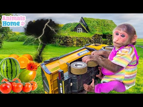 Smart Bibi monkey help dad harvest fruit