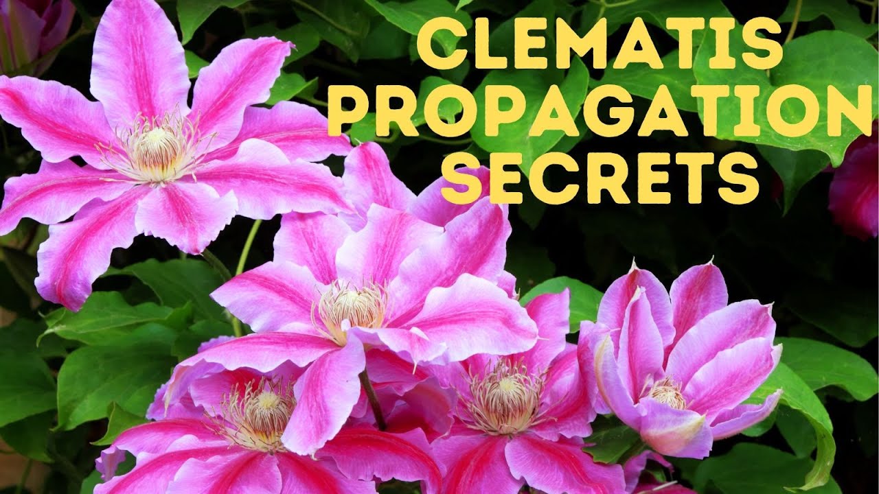 The Secrets to Clematis cuttings - The REAL WAY! - YouTube