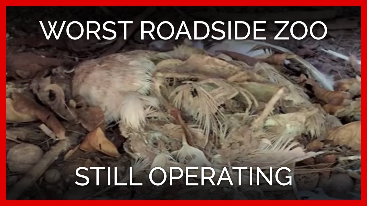 Worst Roadside Zoo in America Is Still in Business - YouTube