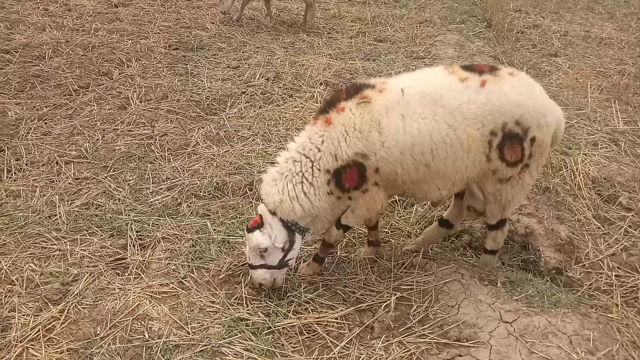 Damani sheep herd of Fazal from village Dial dera ismail khan - YouTube