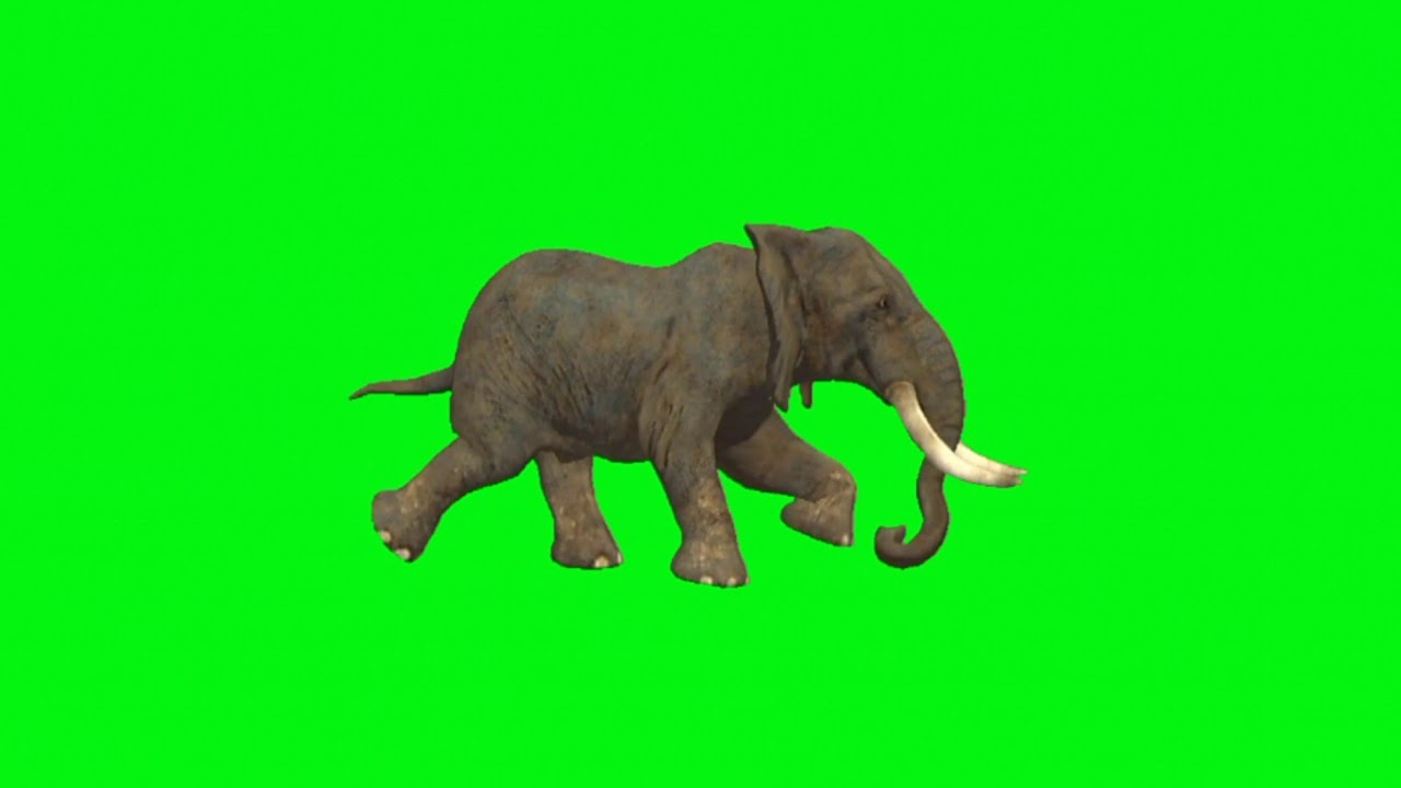 Elephant Green Screen Video | Green Screen Elephant Running Different ...