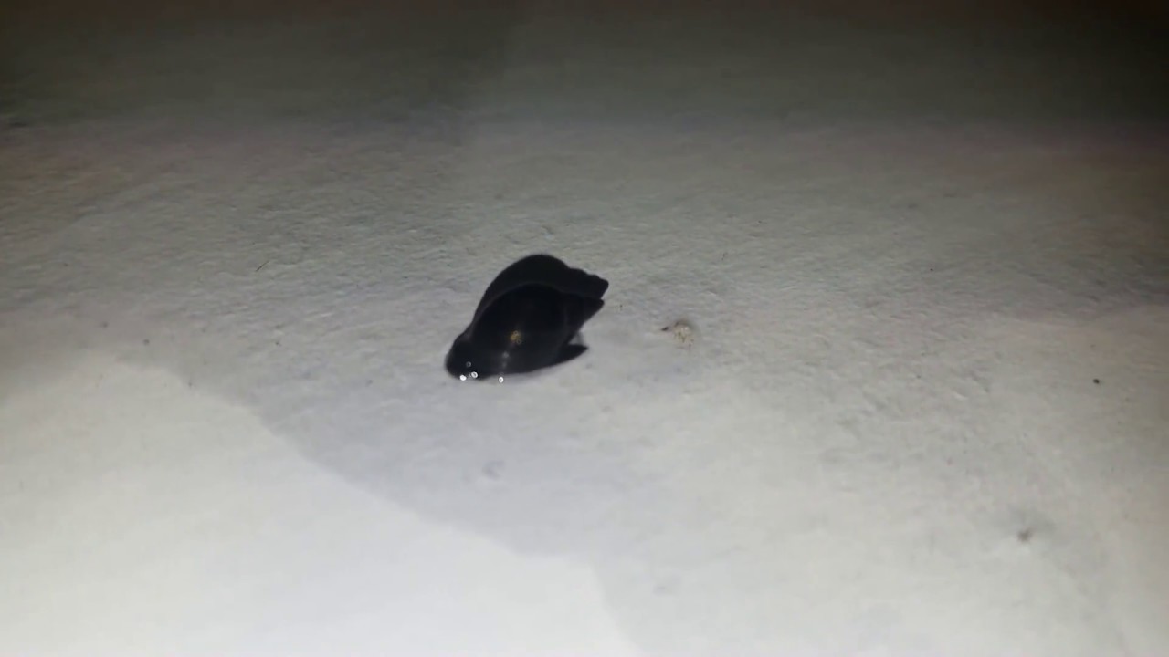 TOILET SNAILS AT WORK? WHAT ARE THEY? - YouTube