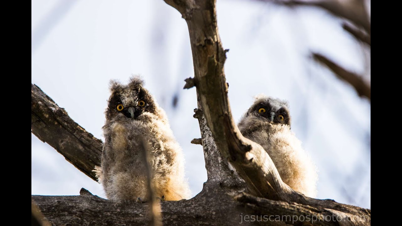 Crías de Búho Chico - YouTube