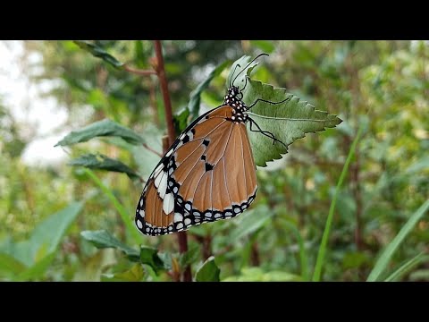 Cinematic Video#Pongamia Pinnata Flowers#Nice flower