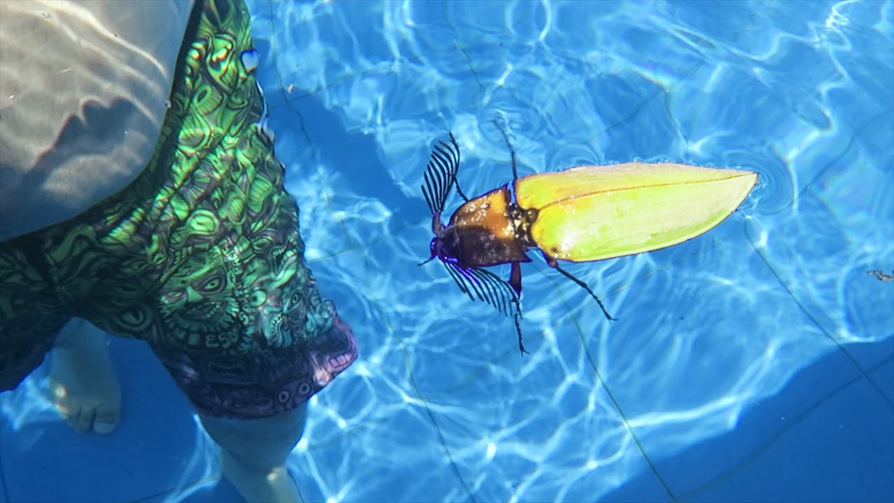 RARE BUG FOUND! | Philippines Trip Part 6 - YouTube