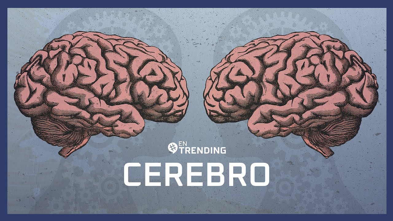 🤯 CEREBRO Humano ¿Cómo funciona? | #EnTrending - YouTube