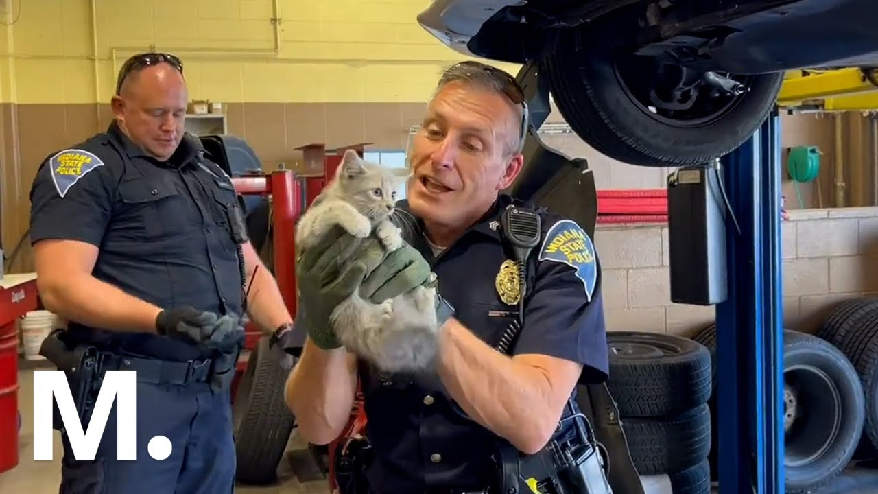 WATCH: Cop Rescues Adorable Kitten From Car Engine - YouTube